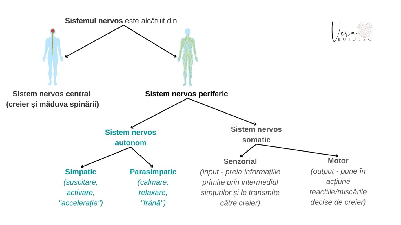 verabujulec.ro » Respirația și Sistemul Nervos Autonom: Autoreglarea ...